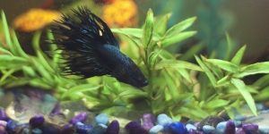 The best supplement for the natural fish food organism - Guide On ...
